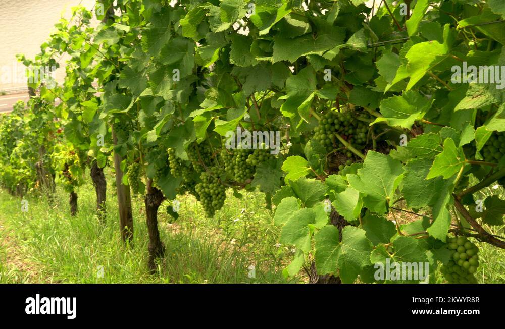 Rhine vines Stock Videos & Footage - HD and 4K Video Clips - Alamy