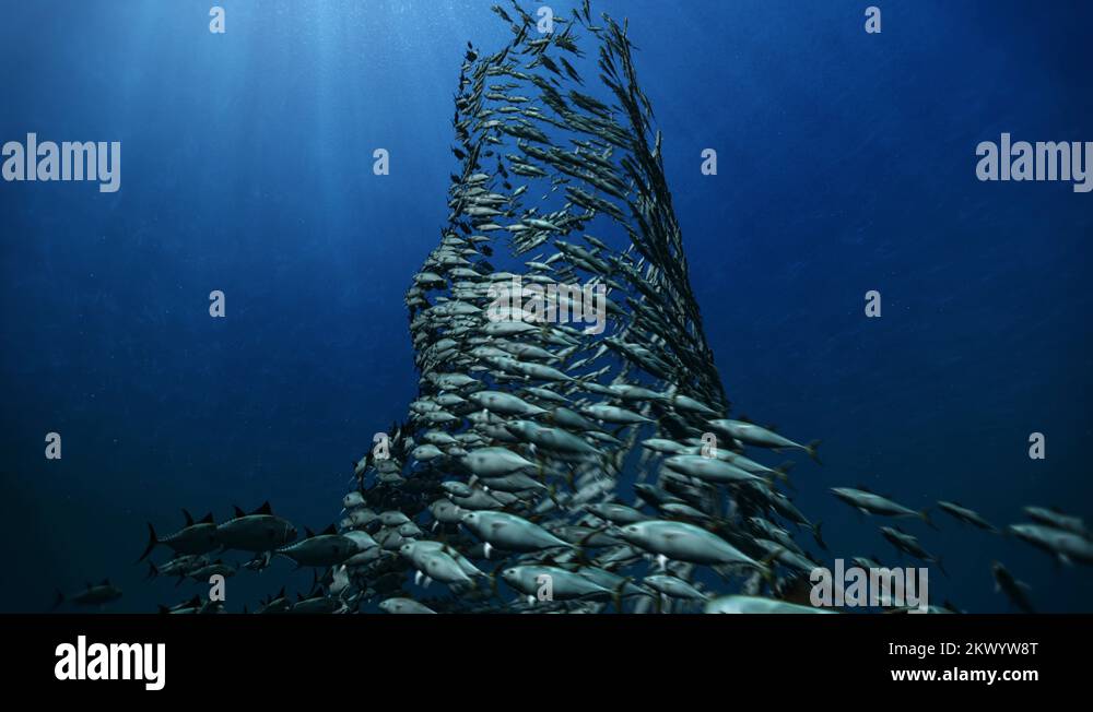 Tuna tornado Stock Videos & Footage - HD and 4K Video Clips - Alamy