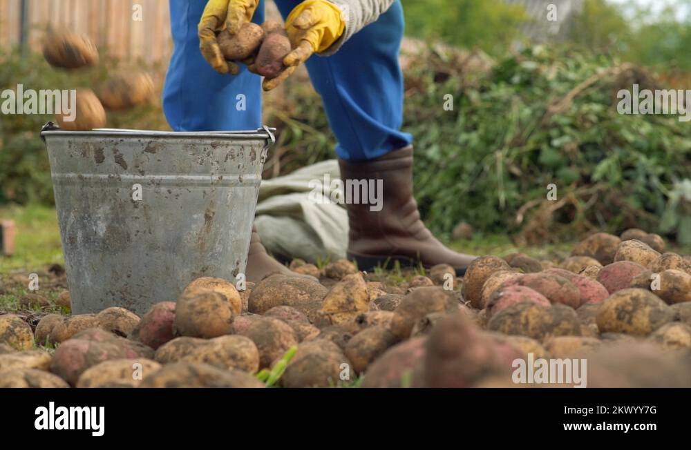 farmer sorting potatoes in bucket on the field at organic farm. Concept ...