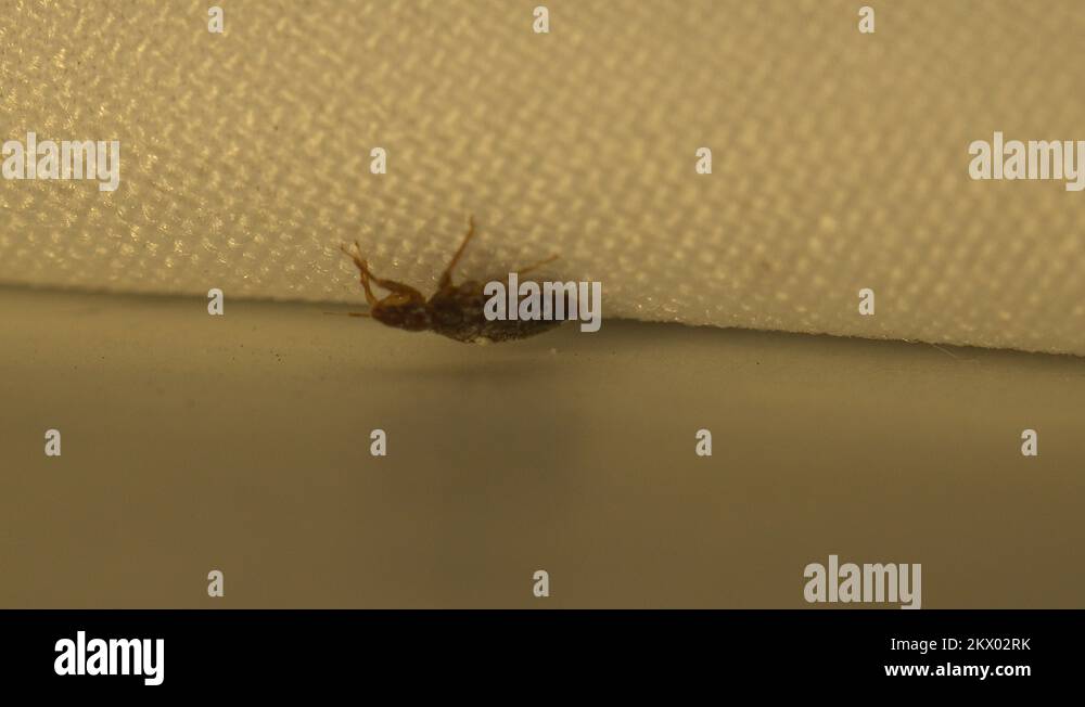 Insect macro 4k: Common bedbug parasite on human skin in bed at night ...