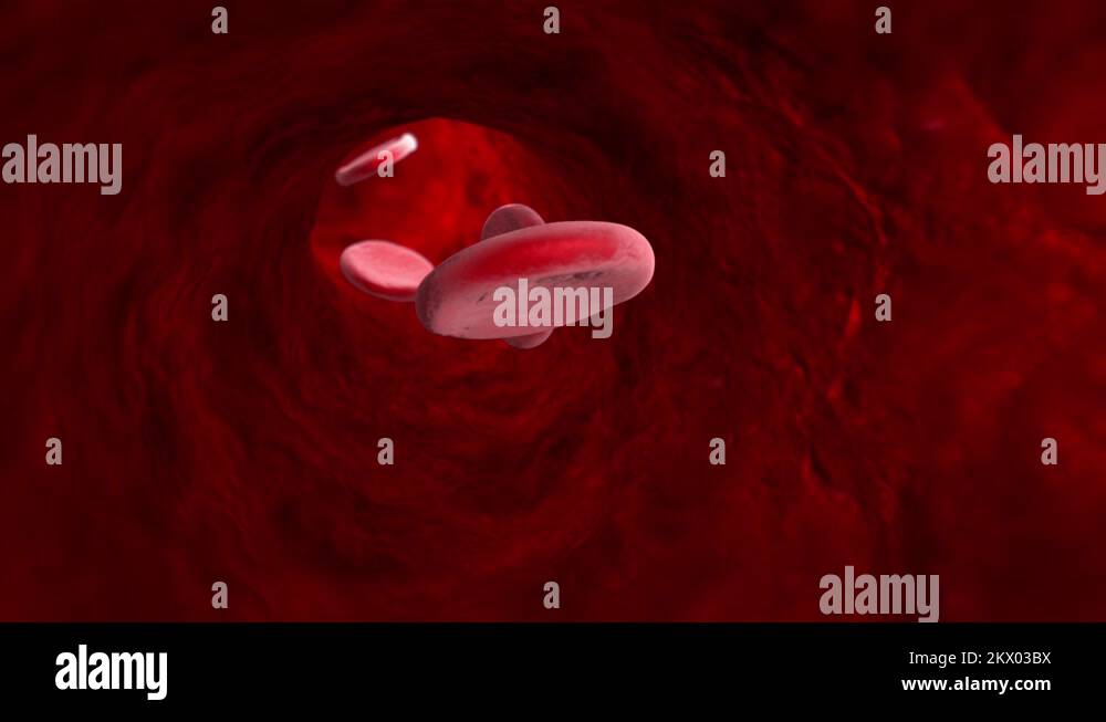 Veins arteries Stock Videos & Footage - HD and 4K Video Clips - Alamy