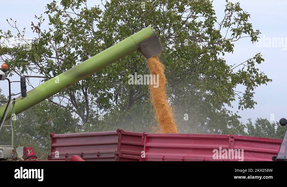 Combine harvest unloading maize corn Stock Videos & Footage - HD and 4K ...