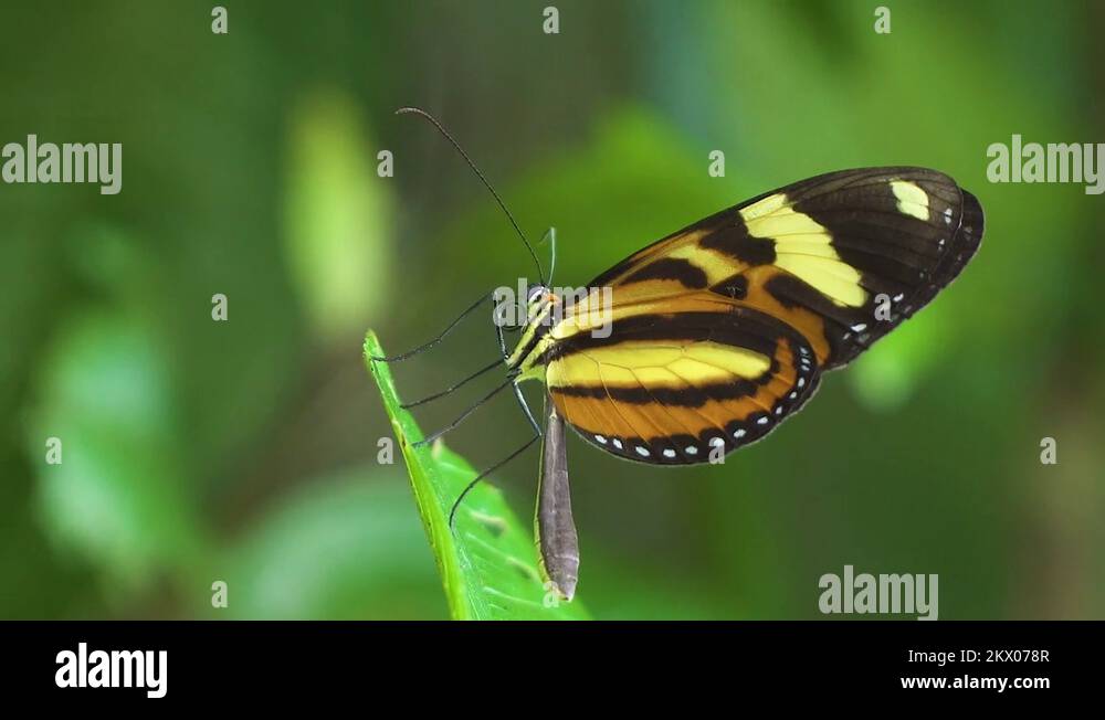 Stand butterfly Stock Videos & Footage - HD and 4K Video Clips - Alamy