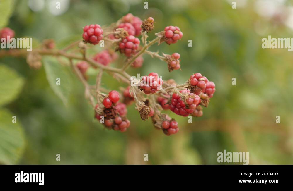 Rubus fruticosus fruticosus Stock Videos & Footage - HD and 4K Video ...