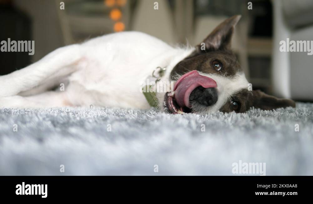 Dog lying on carpet Stock Videos & Footage - HD and 4K Video Clips - Alamy
