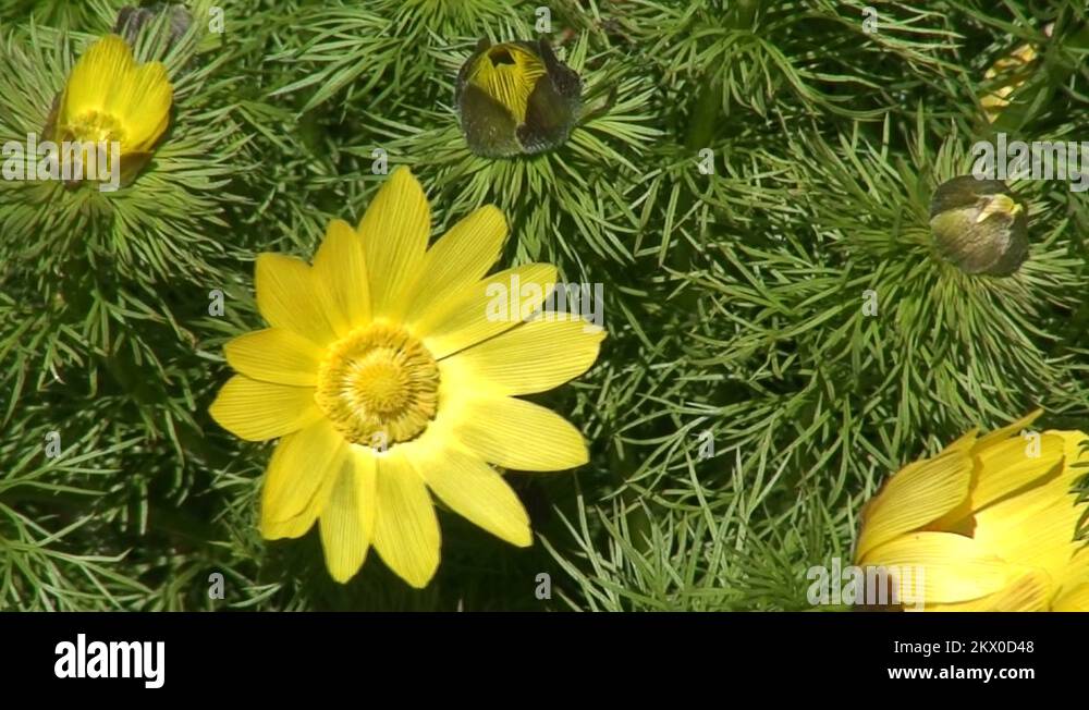 Spring adonis adonis vernalis Stock Videos & Footage - HD and 4K Video ...
