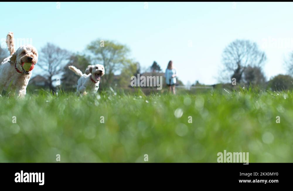 Fetch dogs Stock Videos & Footage - HD and 4K Video Clips - Alamy