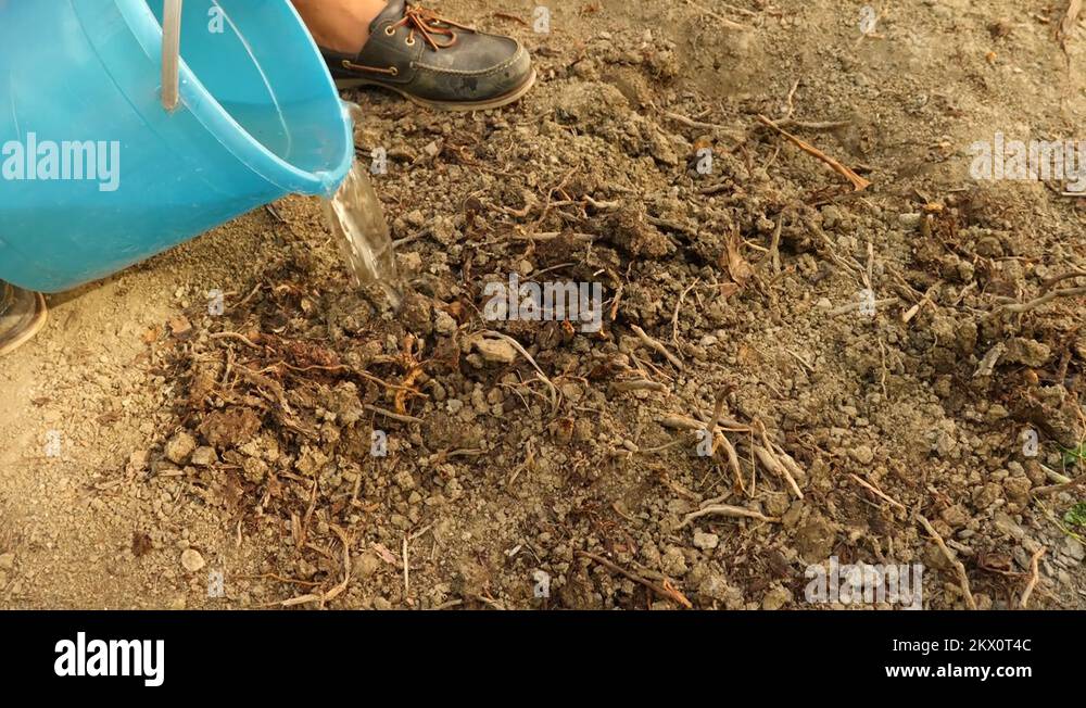 man planting a tree. Sunrise. Silhouette. Spring. 4k slow motion Stock ...