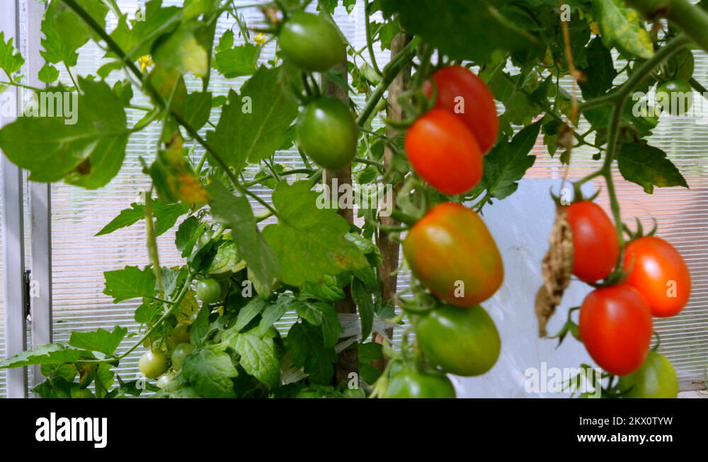 Tomato plantation Stock Videos & Footage - HD and 4K Video Clips - Alamy
