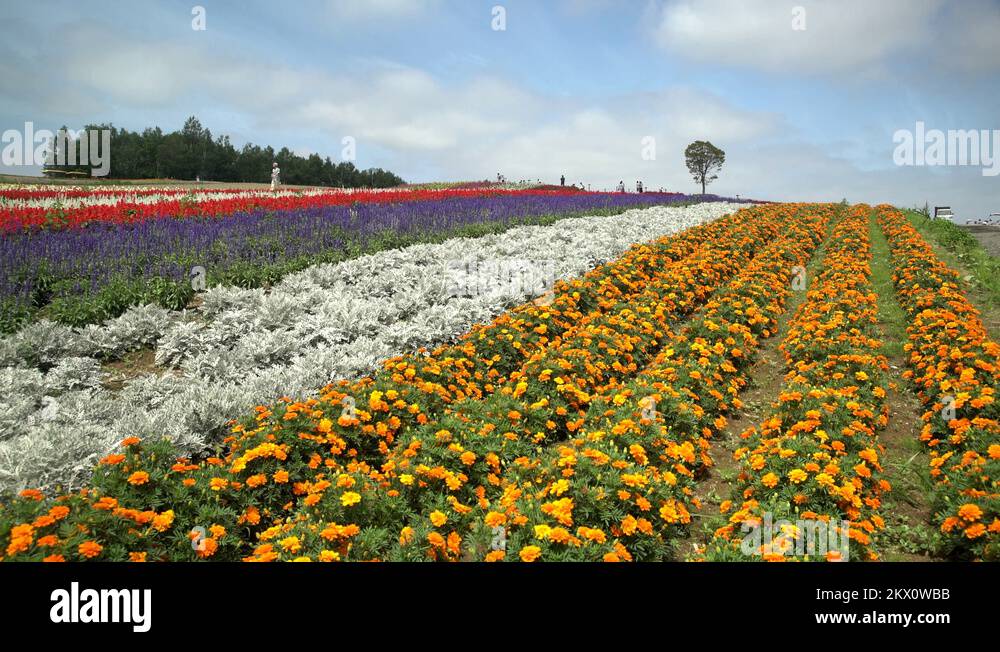 Panoramic flower gardens Stock Videos & Footage - HD and 4K Video Clips ...