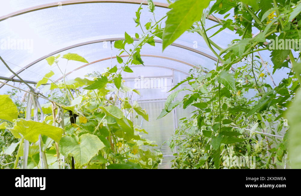 Food grown in nature Stock Videos & Footage - HD and 4K Video Clips - Alamy