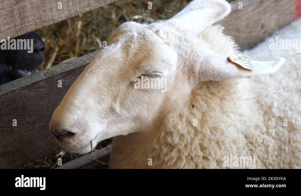 Sheep sleeping Stock Videos & Footage - HD and 4K Video Clips - Alamy