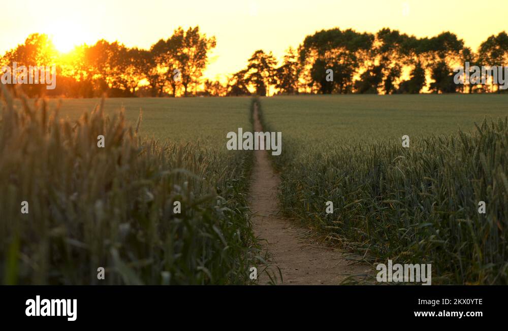 Path through field of light Stock Videos & Footage - HD and 4K Video ...