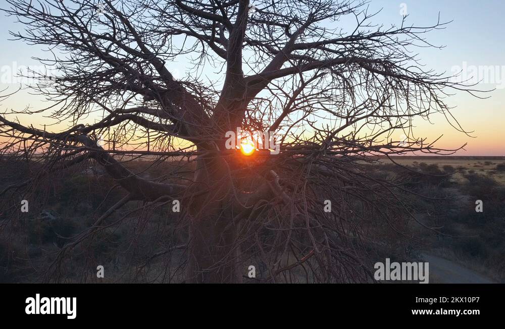 Baobab in the arid landscape Stock Videos & Footage - HD and 4K Video ...