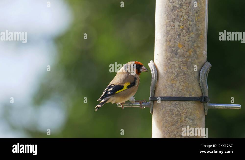 Gold animals Stock Videos & Footage - HD and 4K Video Clips - Alamy