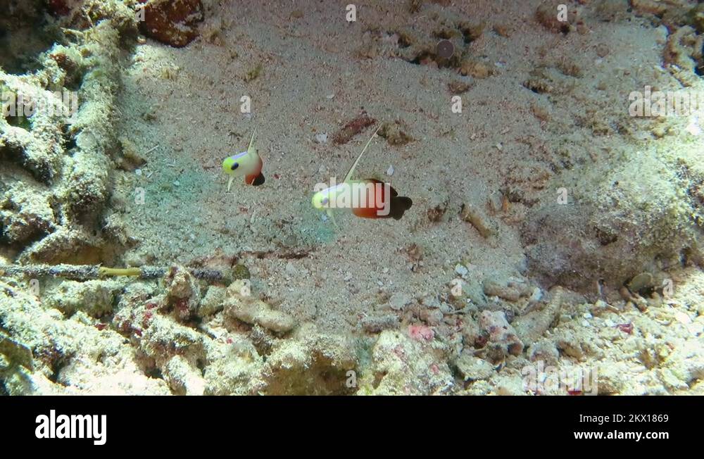 Fire Dartfish, nemateleotris magnifica, synchronized swimming above ...