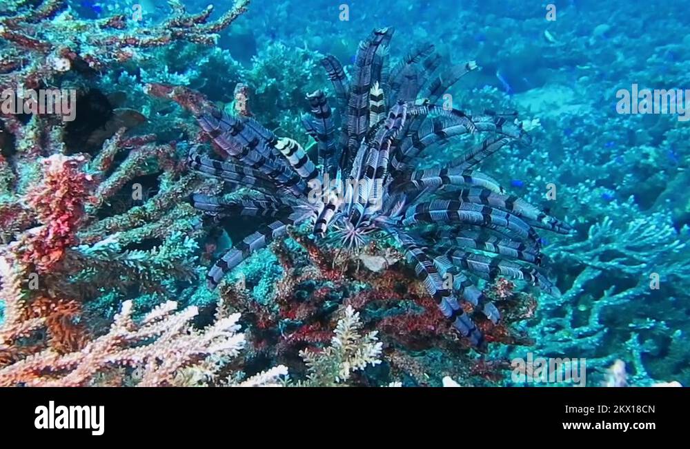 Echinoderm marine animal wildlife reef coral ocean starfish Stock ...