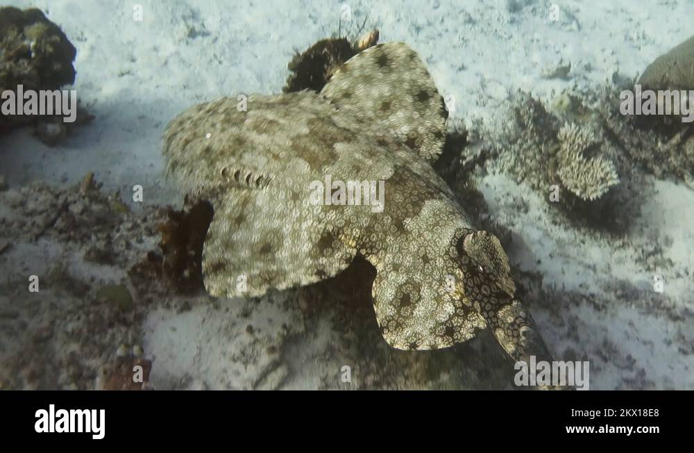 Tasselled wobbegong shark eucrossorhinus dasypogon swims over sea ...