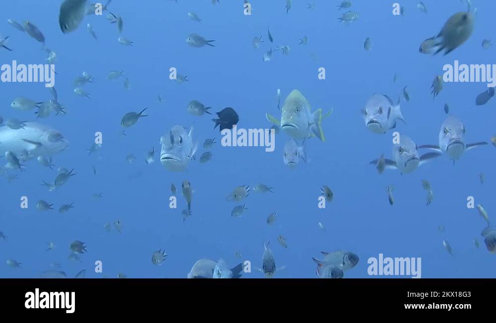 Pacific red snapper Stock Videos & Footage - HD and 4K Video Clips - Alamy