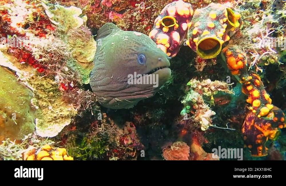 Giant moray eel gymnothorax Stock Videos & Footage - HD and 4K Video ...