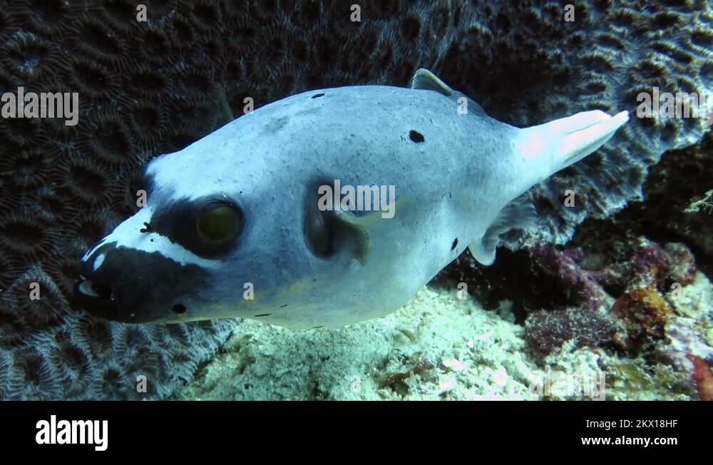 Blackspotted puffer arothron nigropunctatus Stock Videos & Footage - HD ...