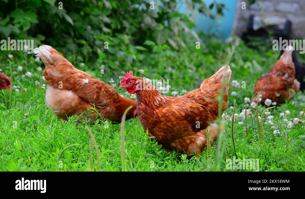 Pinch bird Stock Videos & Footage - HD and 4K Video Clips - Alamy