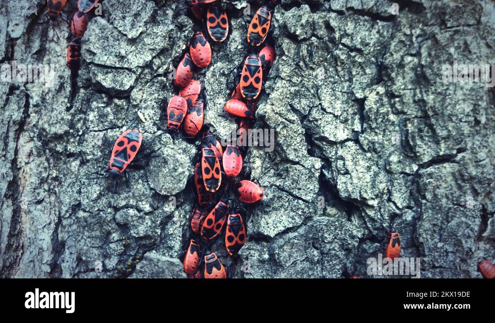 Red black bugs Stock Videos & Footage - HD and 4K Video Clips - Alamy