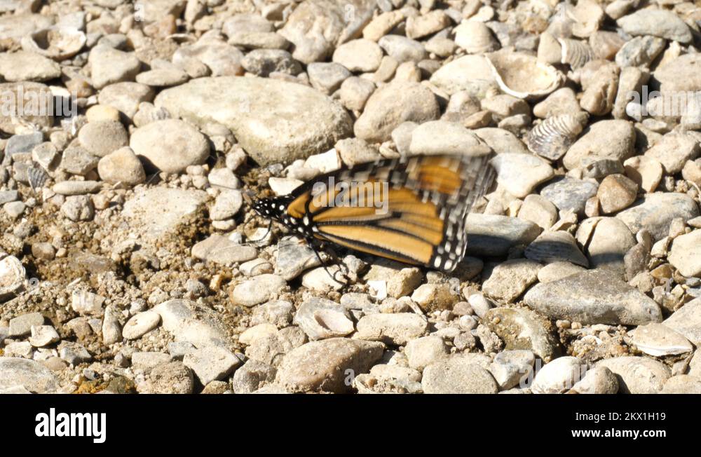 Pretty butterfly up close Stock Videos & Footage - HD and 4K Video ...