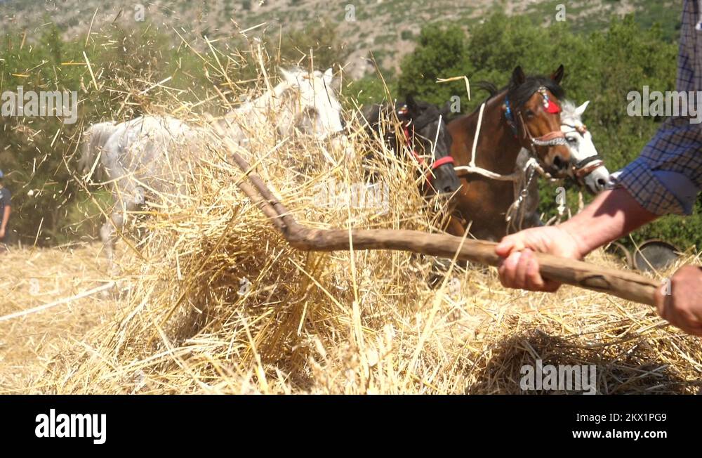 Traditional threshing method Stock Videos & Footage - HD and 4K Video ...