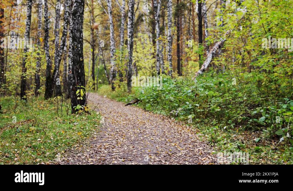 Autumn leaves falling in park from the deciduous tree branches ...