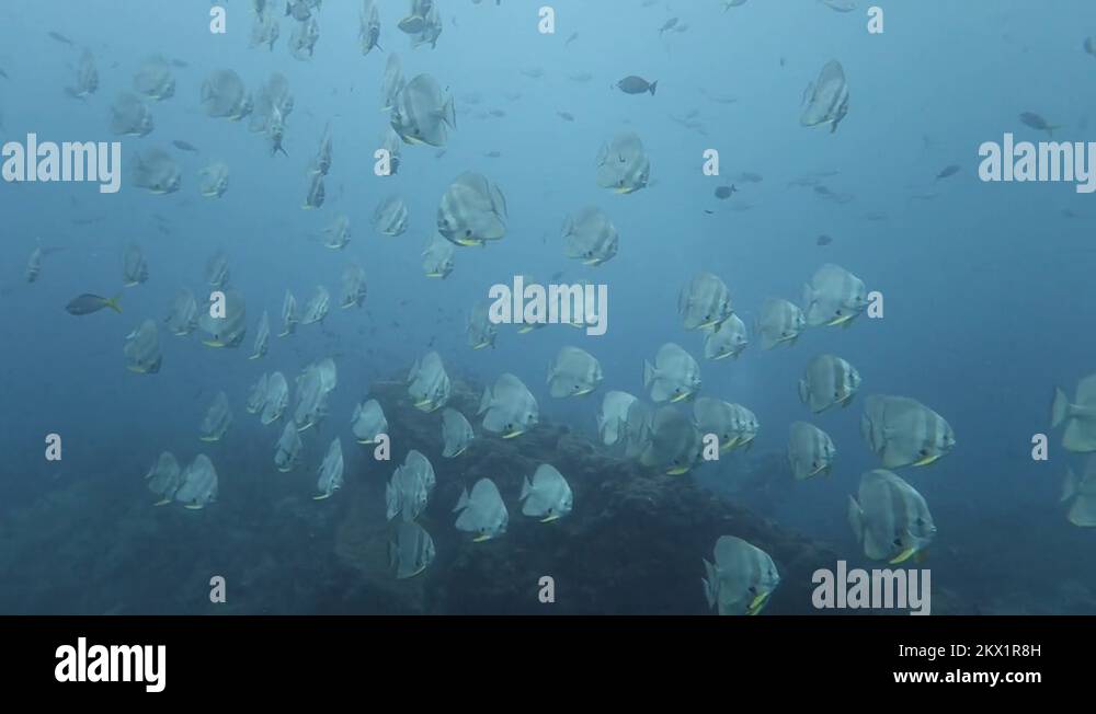 Spade fish Stock Videos & Footage - HD and 4K Video Clips - Alamy