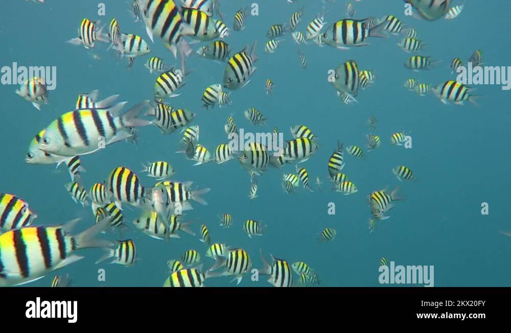 Sergeant major fish Stock Videos & Footage - HD and 4K Video Clips - Alamy