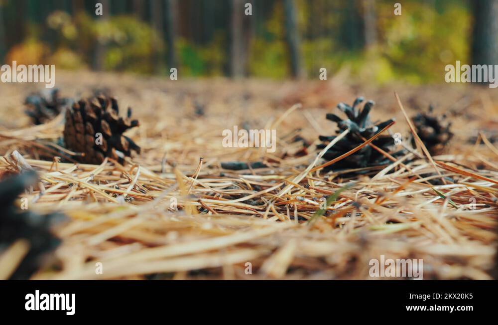 Falling pine cone Stock Videos & Footage - HD and 4K Video Clips - Alamy