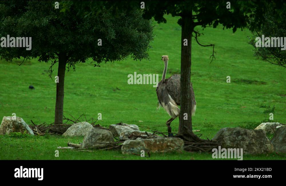 Ostrich running motion Stock Videos & Footage - HD and 4K Video Clips ...