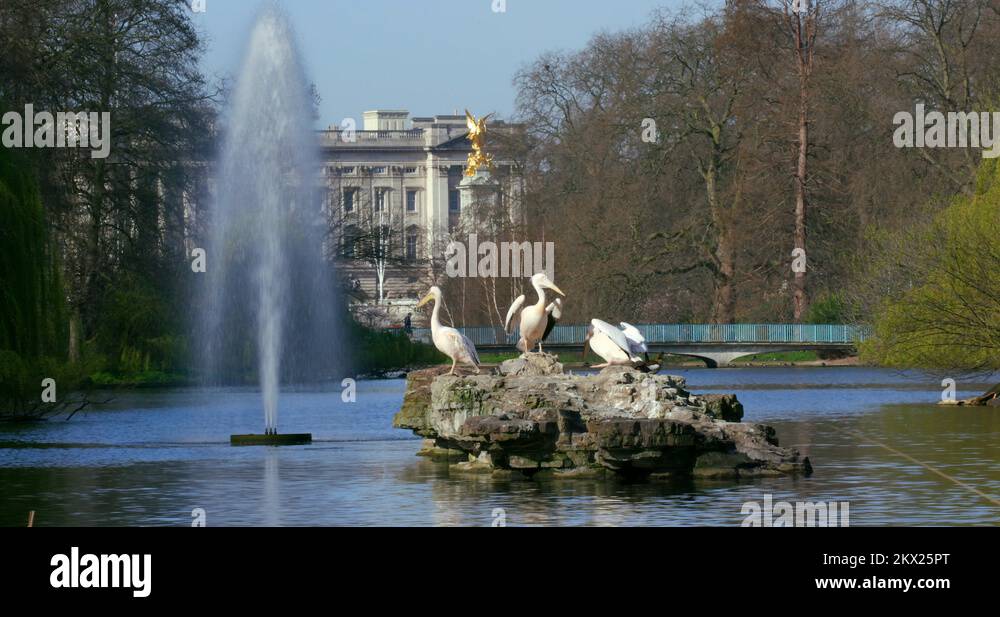 Buckingham palace st jamess park london Stock Videos & Footage - HD and 4K Video Clips - Alamy