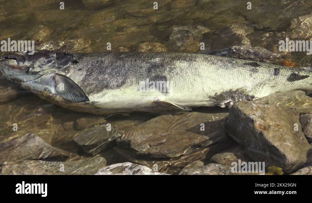Dead salmon river Stock Videos & Footage - HD and 4K Video Clips - Alamy