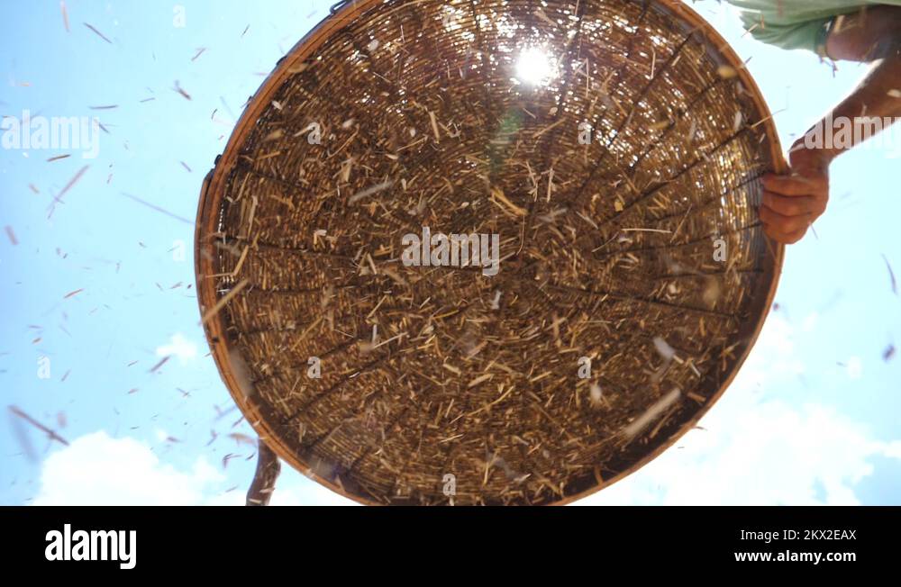 Traditional wheat Stock Videos & Footage - HD and 4K Video Clips - Alamy