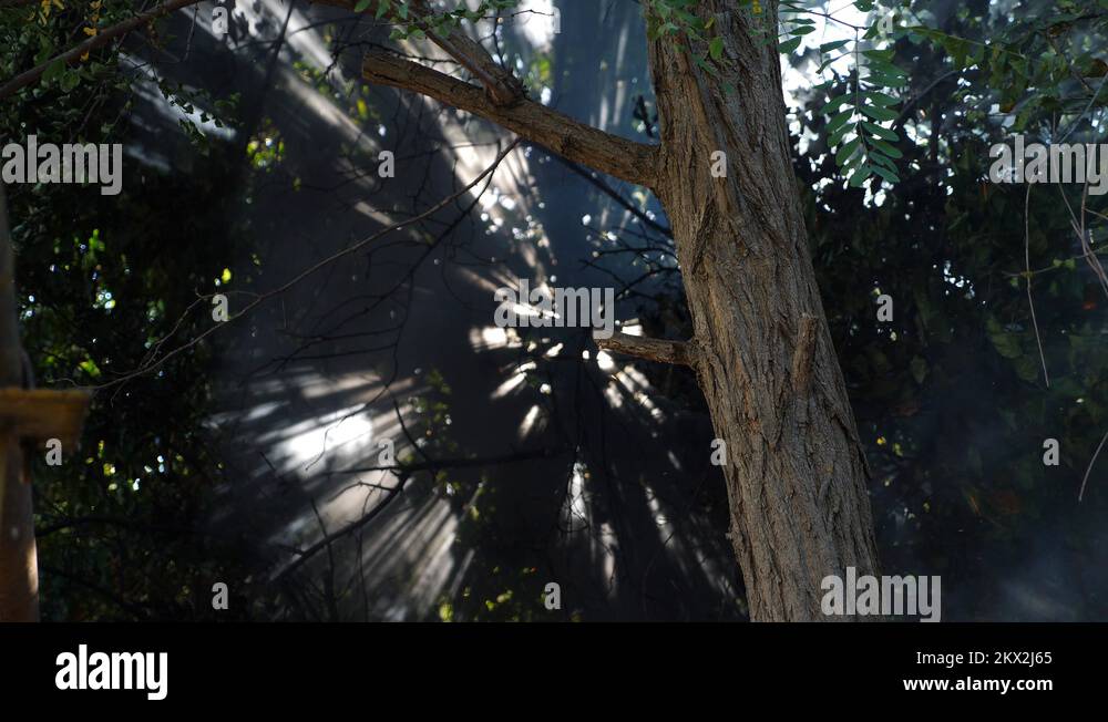 catastrophic consequences of forest fires. fire extinguishing in the ...