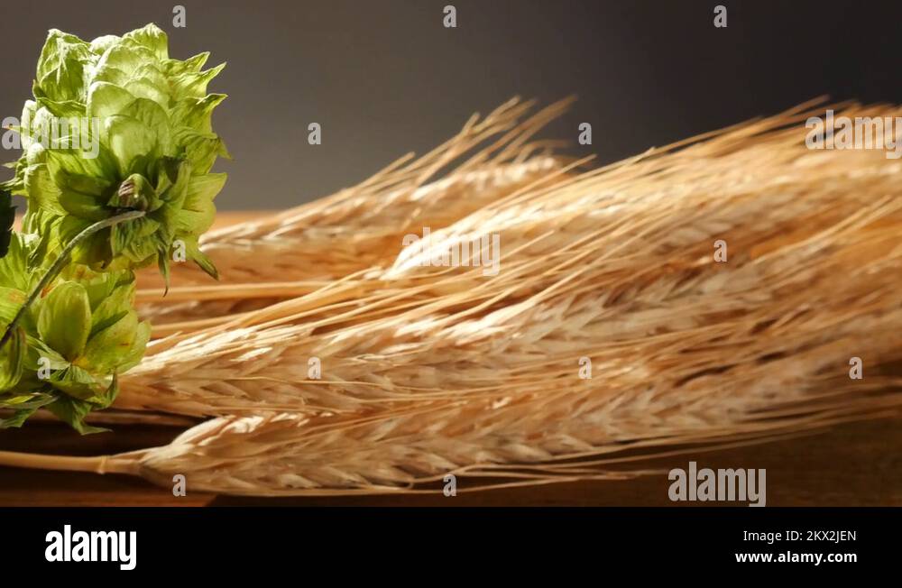 Hop malt Stock Videos & Footage - HD and 4K Video Clips - Alamy