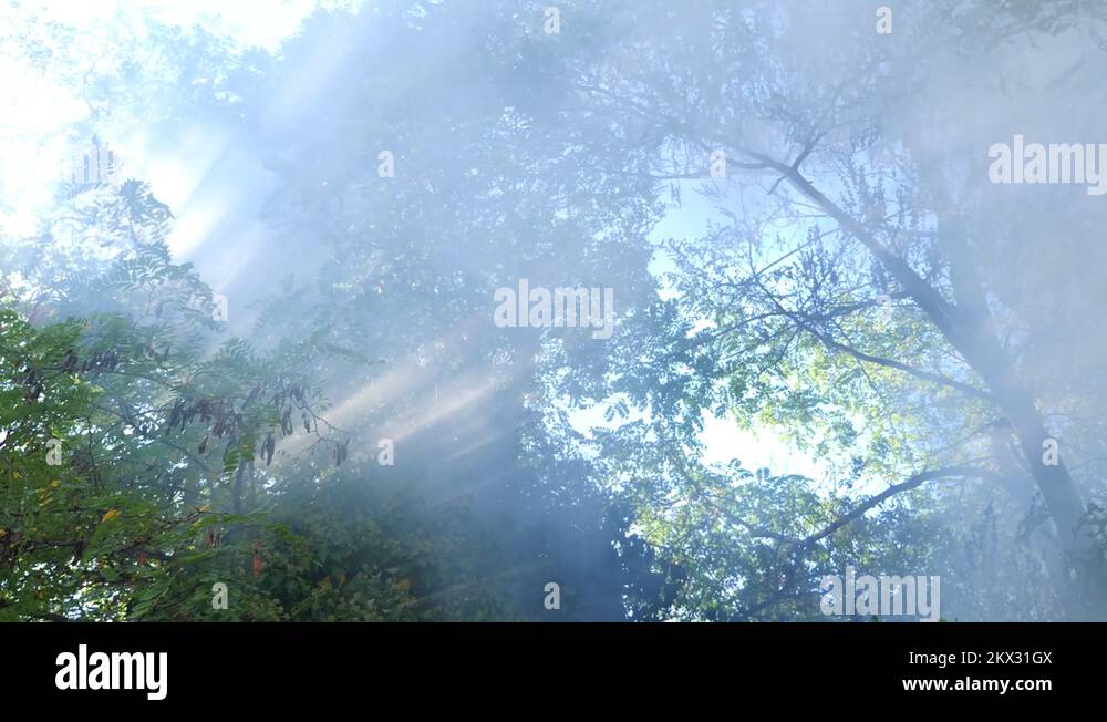 catastrophic consequences of forest fires. fire extinguishing in the ...