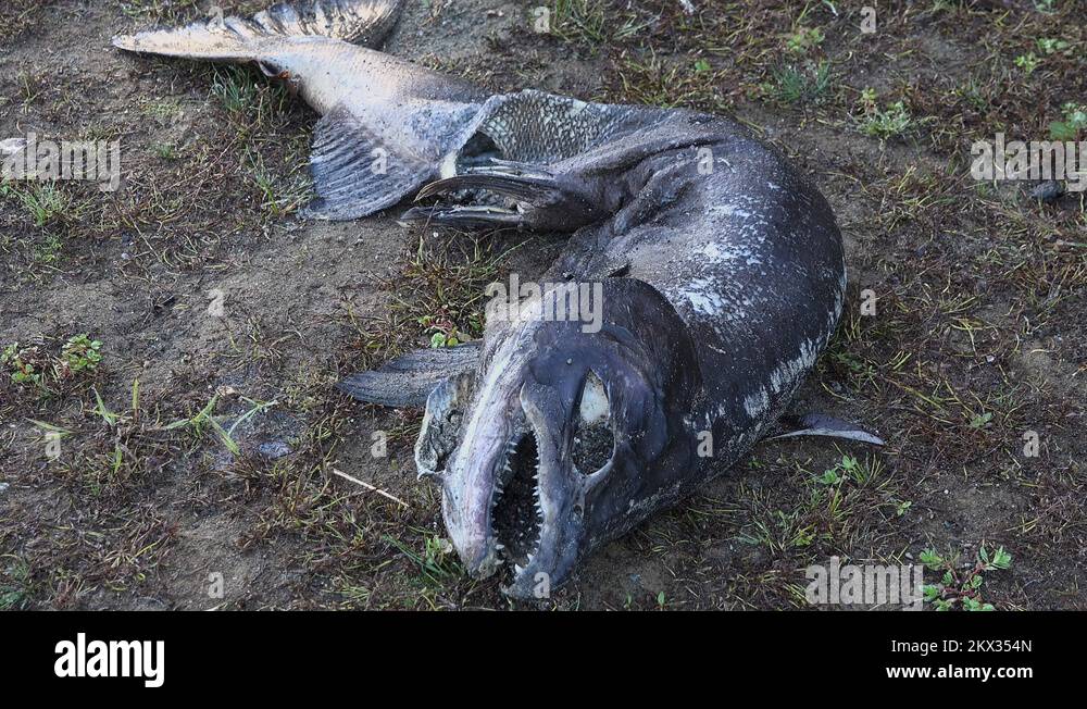 Coho salmon life cycle Stock Videos & Footage - HD and 4K Video Clips ...