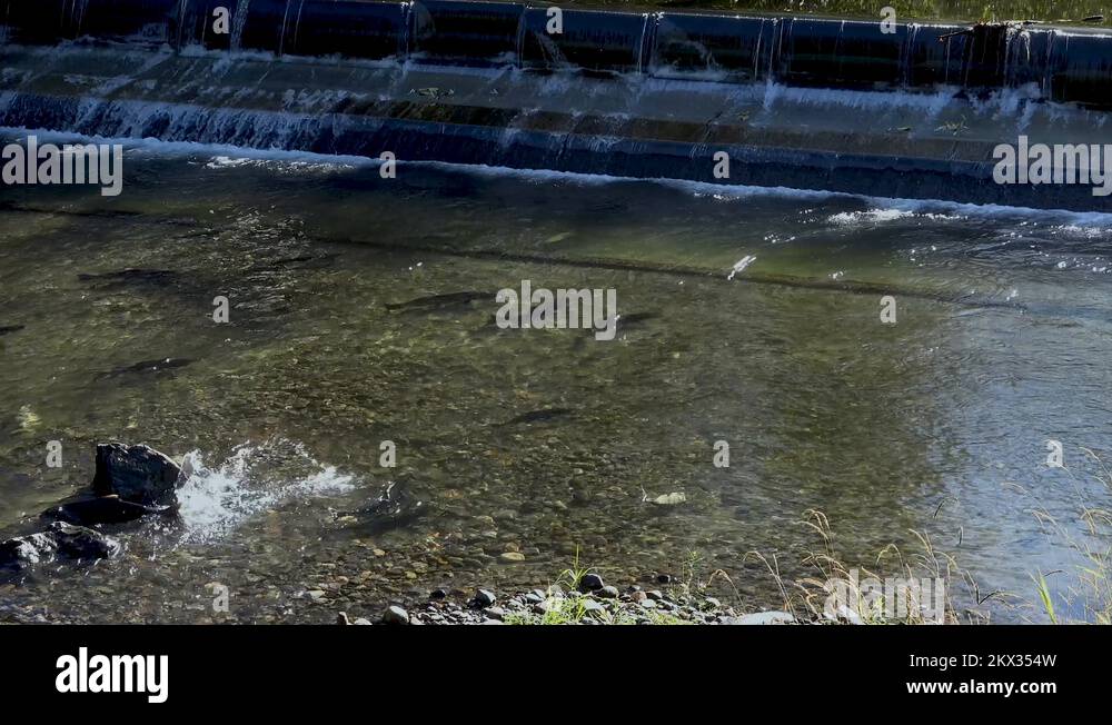 Chinook salmon fish ladder Stock Videos & Footage - HD and 4K Video ...
