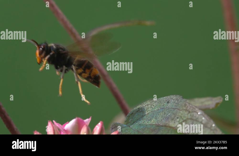 Wasp colors Stock Videos & Footage - HD and 4K Video Clips - Alamy