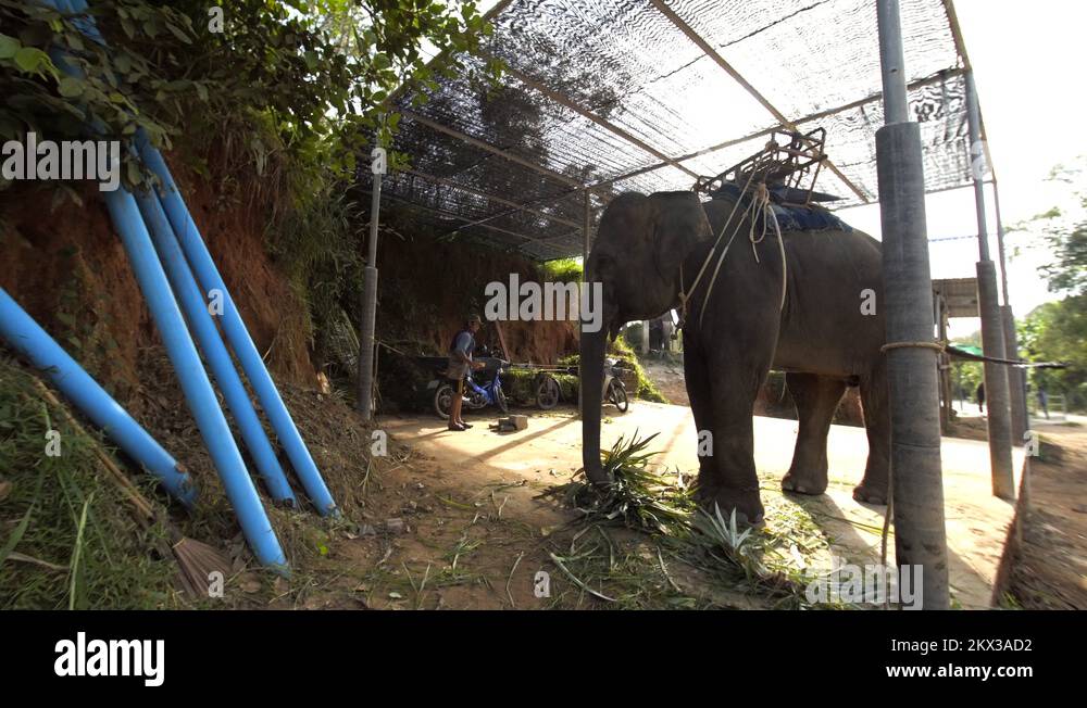 Asian elephant ear back Stock Videos & Footage - HD and 4K Video Clips ...