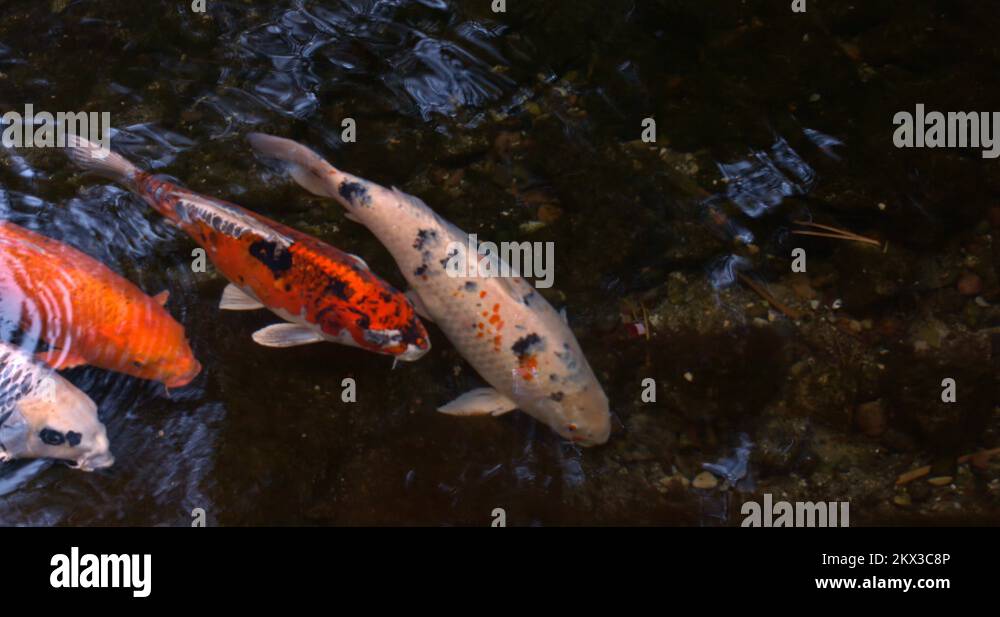 Gold fish ponds Stock Videos & Footage - HD and 4K Video Clips - Alamy