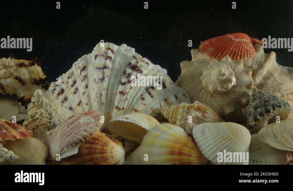 Zoom of sun rays through water on seashells in black water Stock Video ...