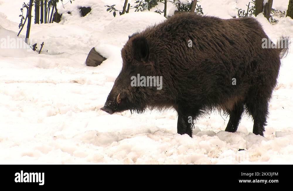 Livestock marking Stock Videos & Footage - HD and 4K Video Clips - Alamy