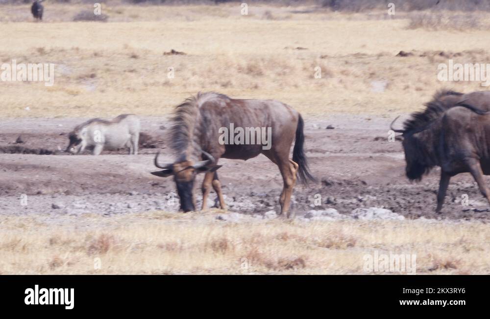 Gnu common Stock Videos & Footage - HD and 4K Video Clips - Alamy
