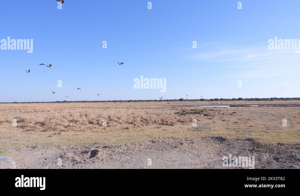 African raptor in flight Stock Videos & Footage - HD and 4K Video Clips ...