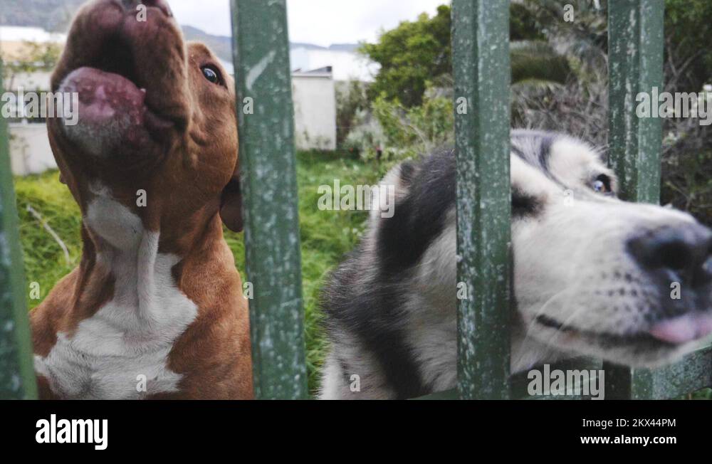 Barking dog fence Stock Videos & Footage - HD and 4K Video Clips - Alamy
